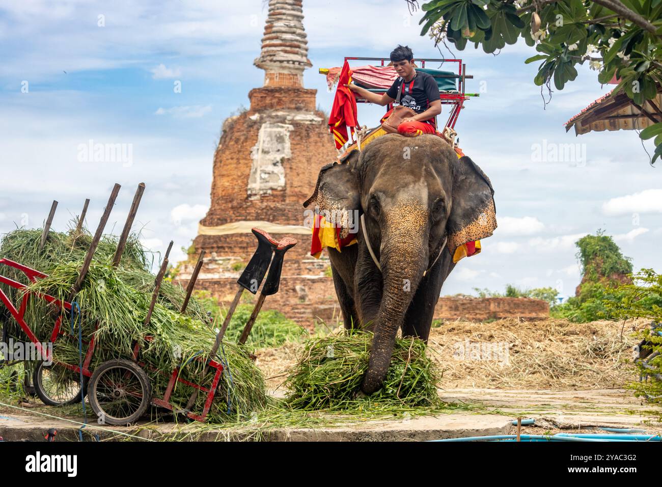 AYUTTHAYA, THAILAND, JUNE 03 2024, A mahout sits on an elephant with a ...