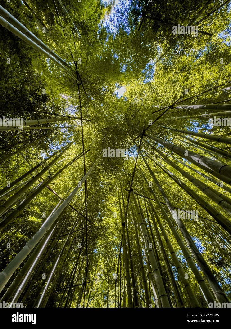 Hokoku ji Temple bamboo forest in Kamakura, Kanagawa, Japan Stock Photo ...