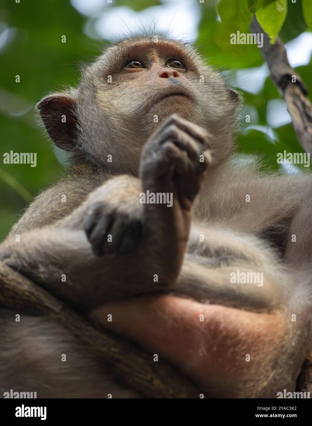 A macaque sits in the branches of a tree and observes the surroundings ...