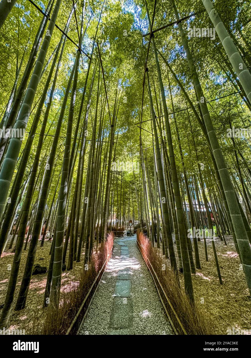 Bamboo grove hokokuji temple hi-res stock photography and images - Alamy