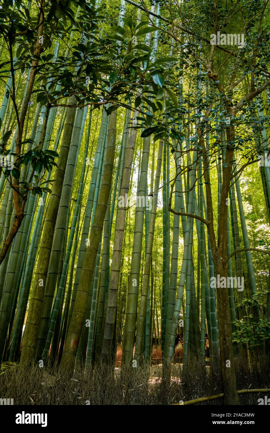 Hokoku ji Temple bamboo forest in Kamakura, Kanagawa, Japan Stock Photo ...