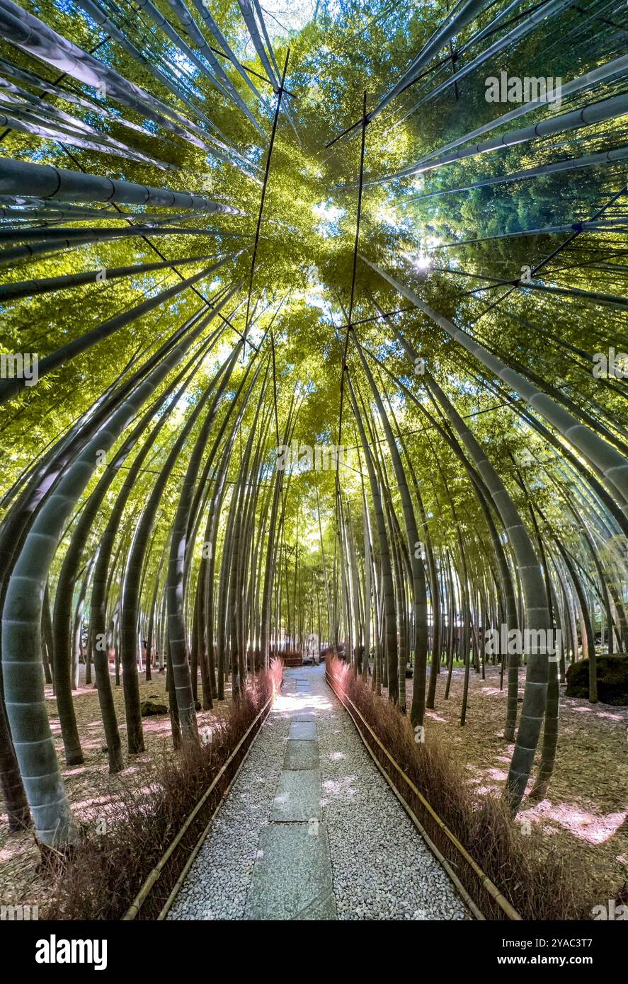 Hokoku ji Temple bamboo forest in Kamakura, Kanagawa, Japan Stock Photo ...