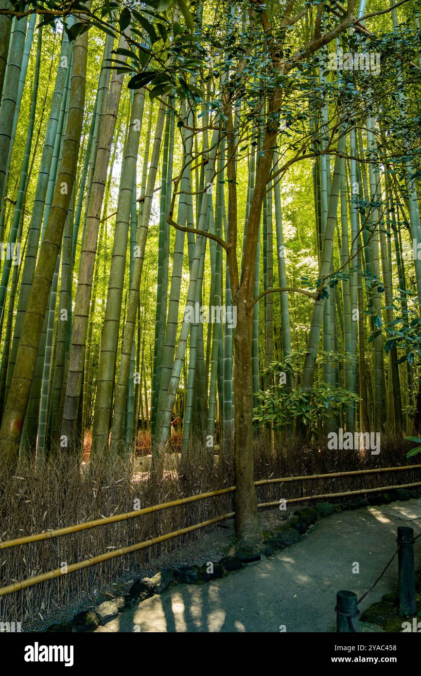 Hokoku ji Temple bamboo forest in Kamakura, Kanagawa, Japan Stock Photo ...