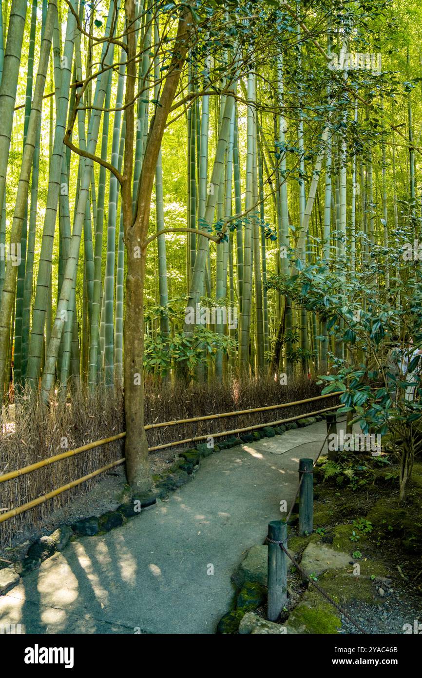Hokoku ji Temple bamboo forest in Kamakura, Kanagawa, Japan Stock Photo ...