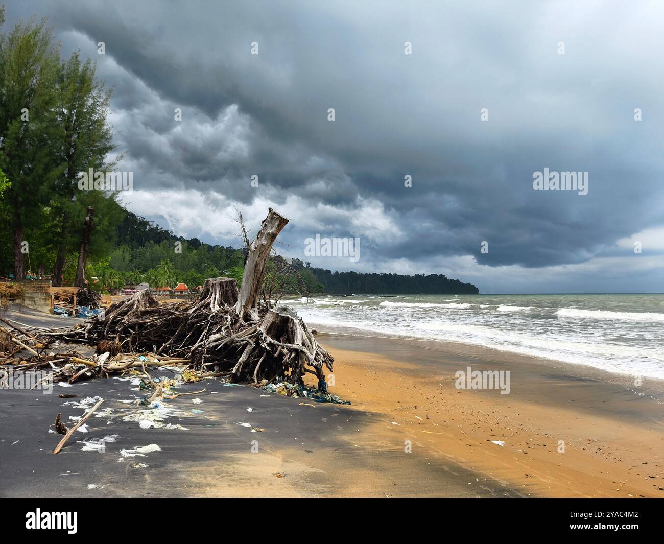 A tree stump is currently laying on the beach close to the ocean Stock ...