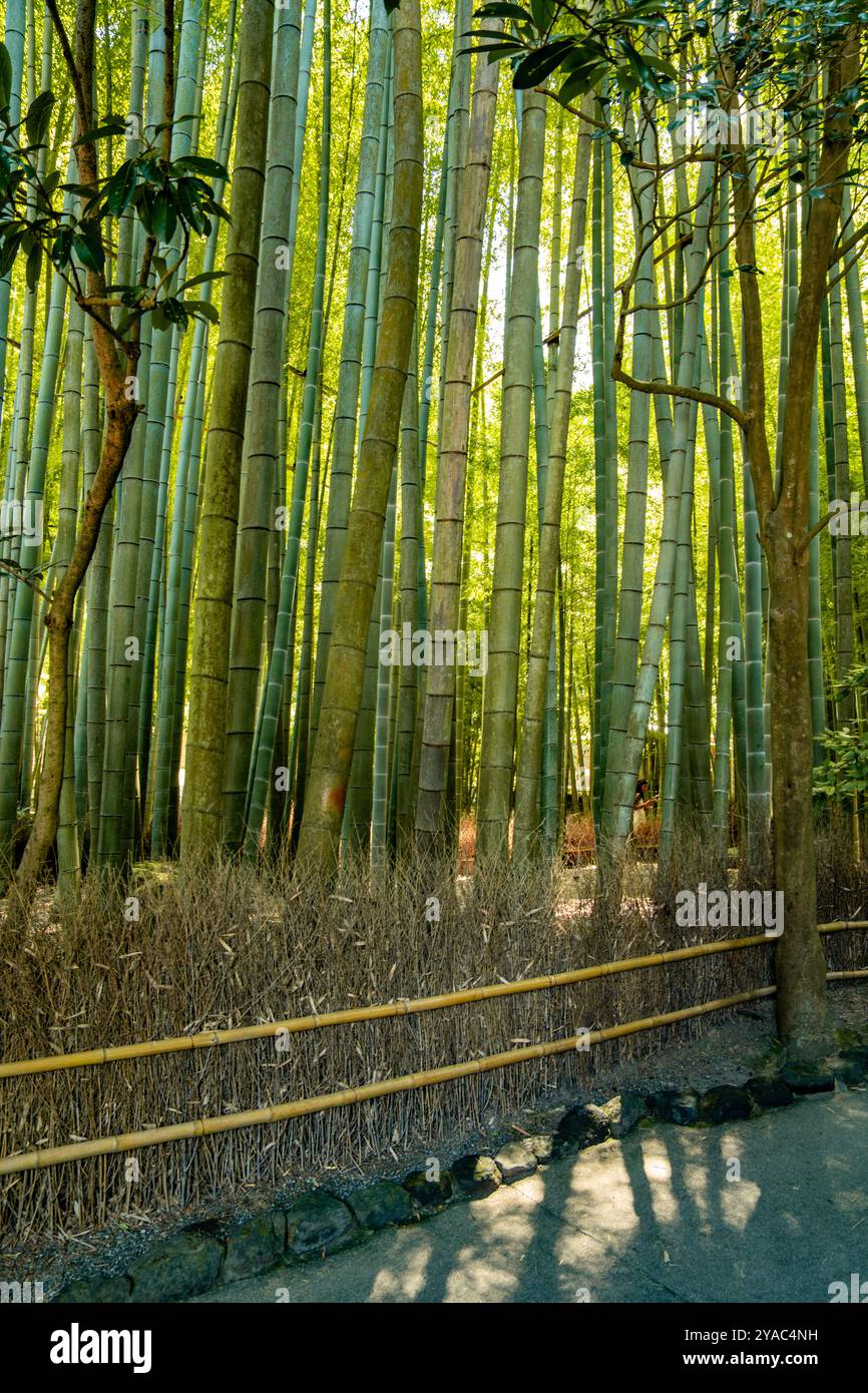 Hokoku ji Temple bamboo forest in Kamakura, Kanagawa, Japan Stock Photo ...