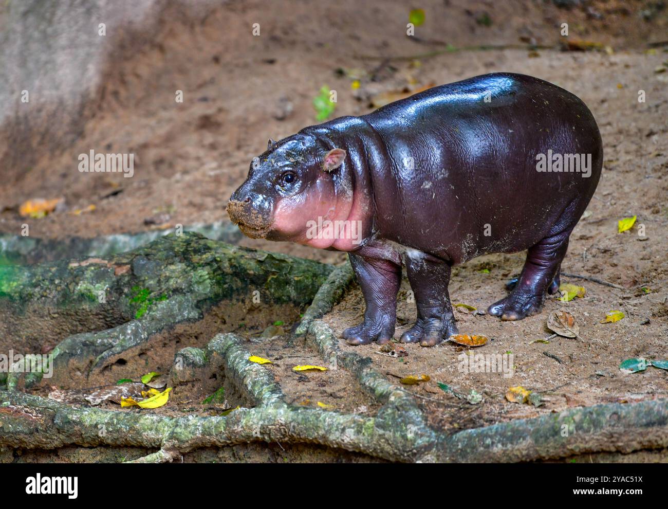 A female dwarf Pygmy hippo , Khao Kheow Open Zoo in Chonburi Thailand ...