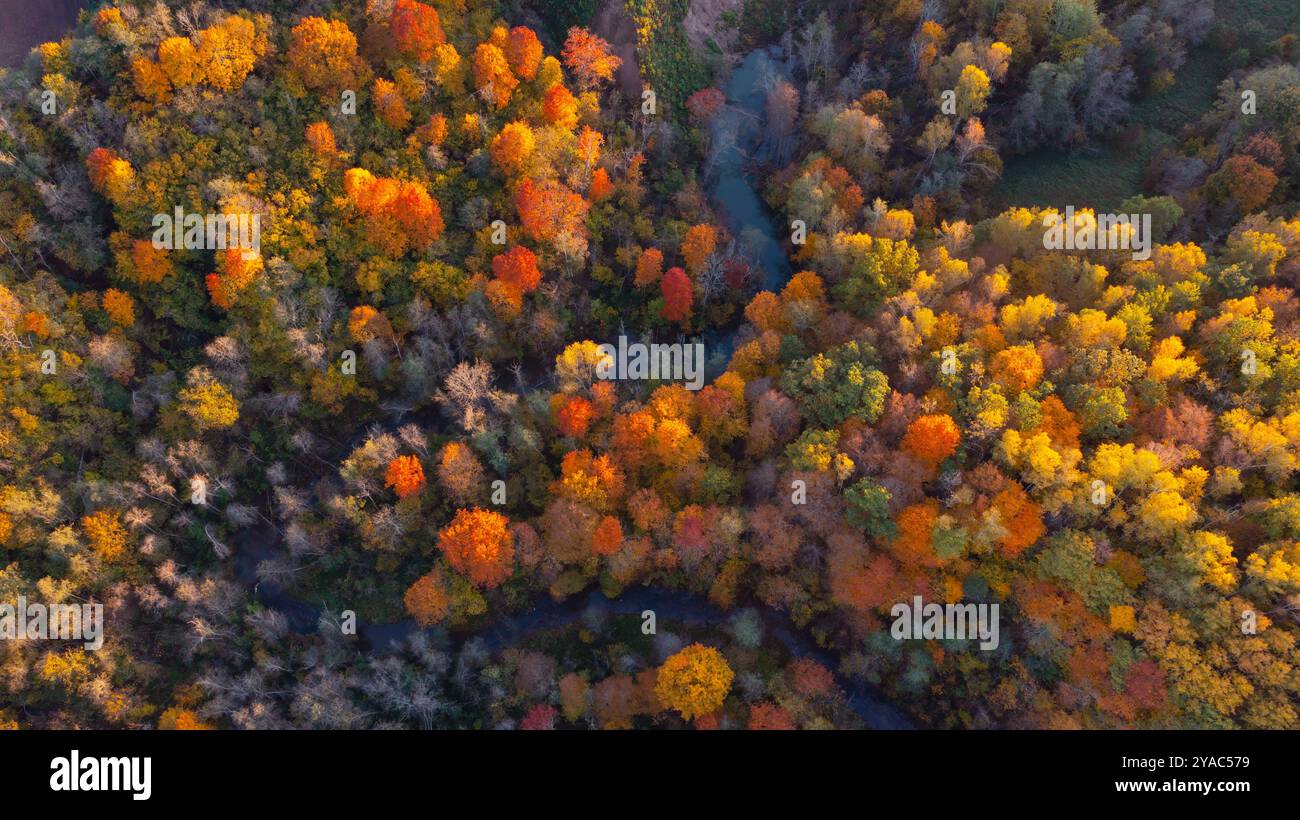 Beautiful scenery footage pine forest hi-res stock photography and ...