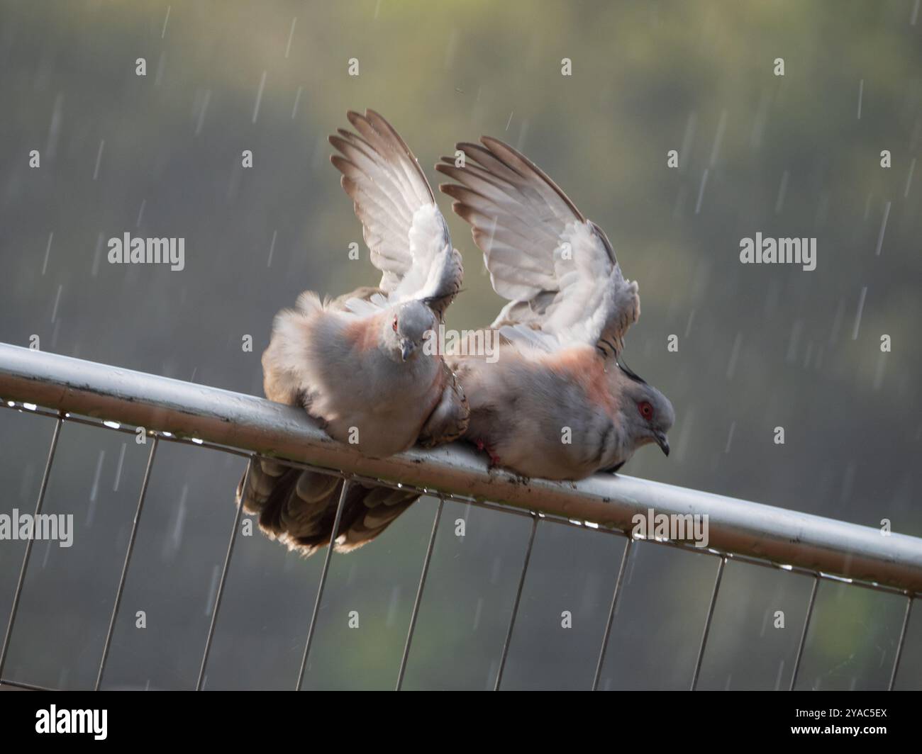 Crested Pigeons bathing in the rain, birds with wings lifted while ...
