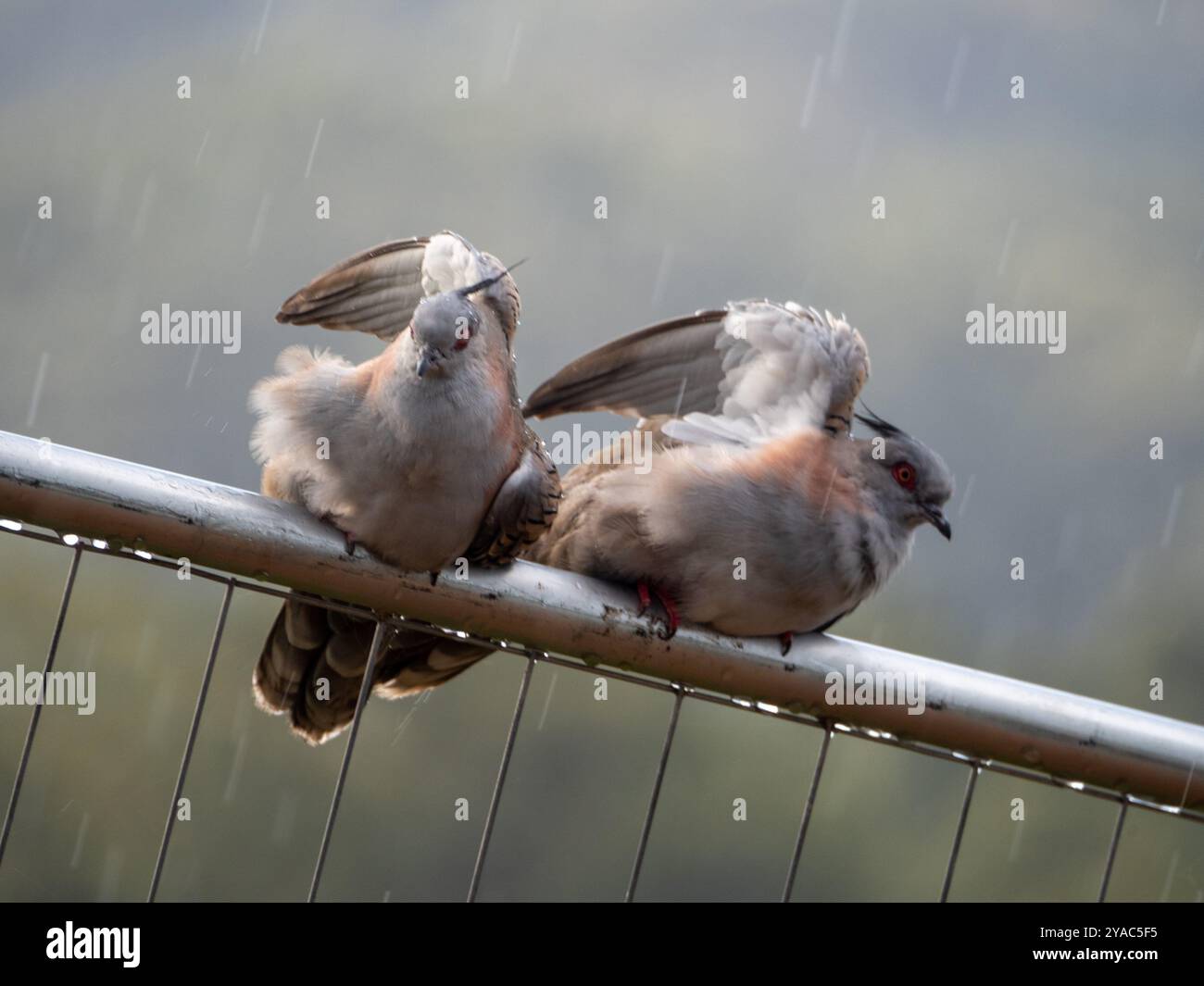 Crested Pigeons bathing in the rain, birds with wings lifted while ...