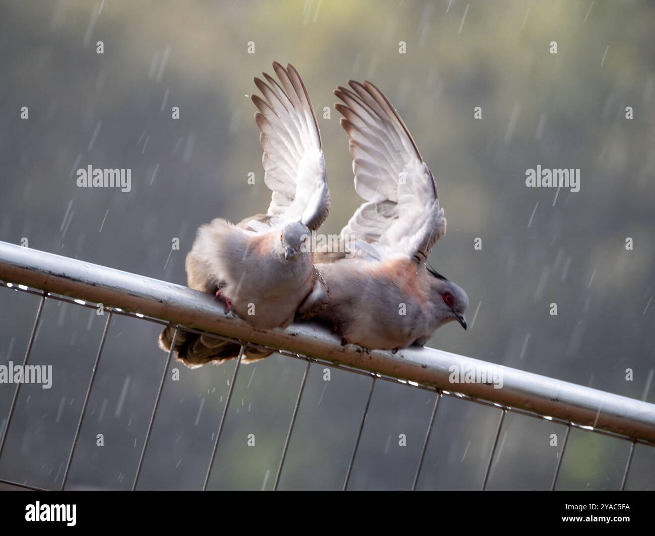 Crested Pigeons bathing in the rain, birds with wings lifted while ...