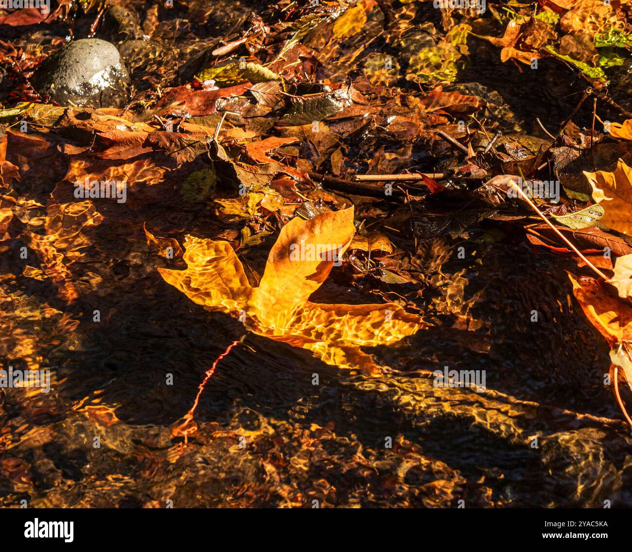 Lonely Maple leaf surrounded by brown leaves in rippling river water ...