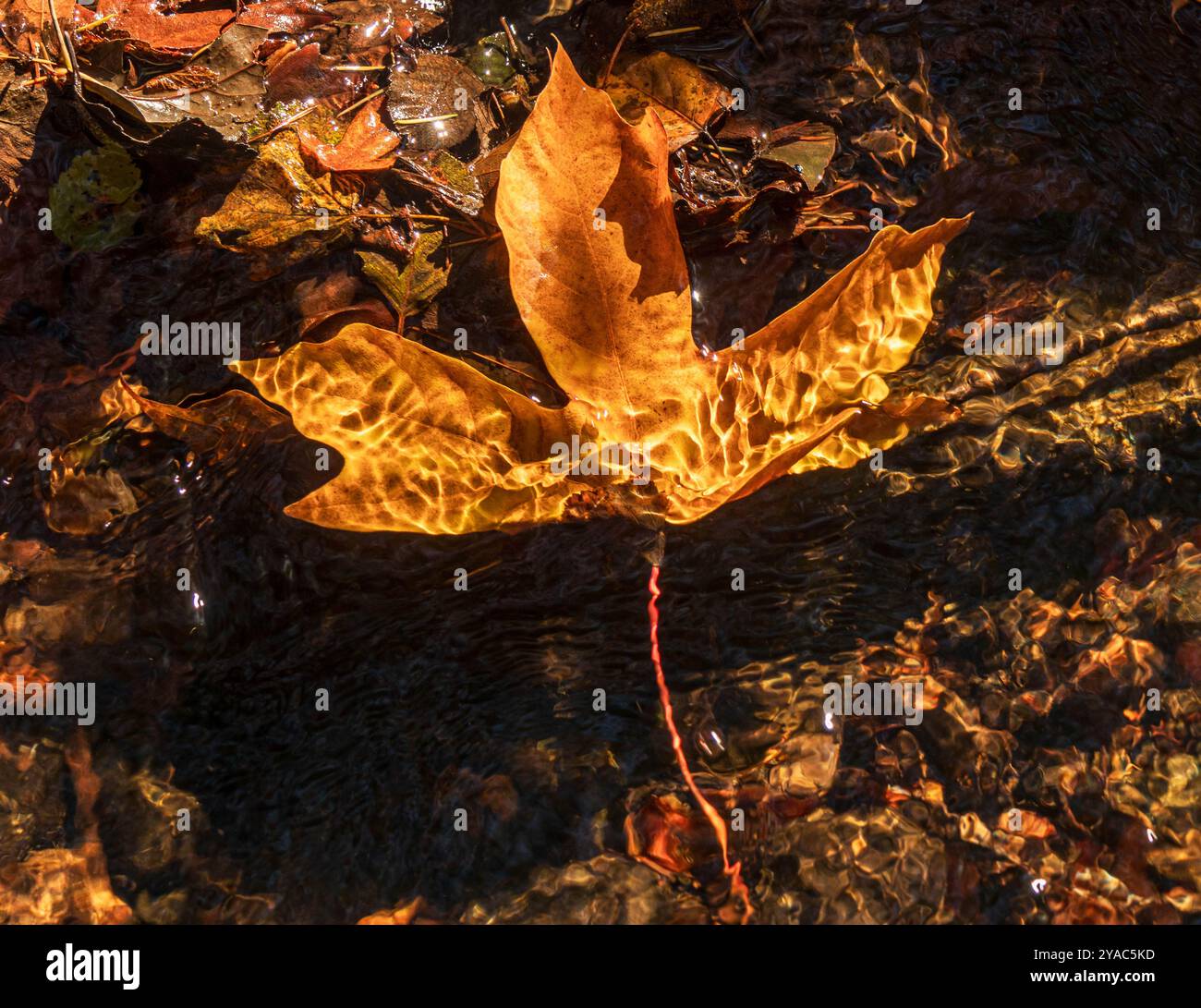 Single large orange Maple leaf lying in flowing water, ripples and river rocks Stock Photo - Alamy