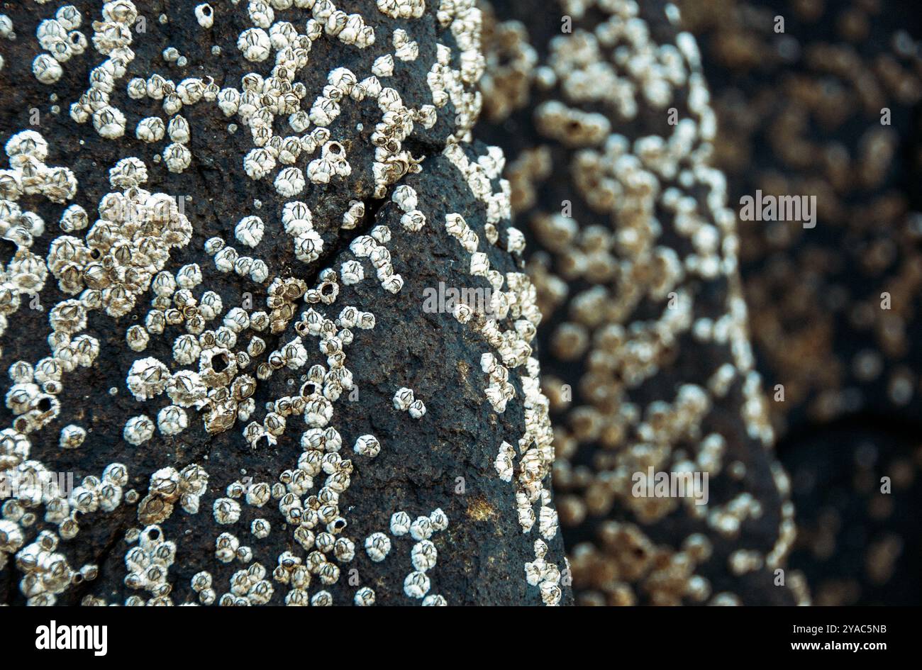 Close up photography of barnacles on rocks of the Bay of Fundy, Canada ...