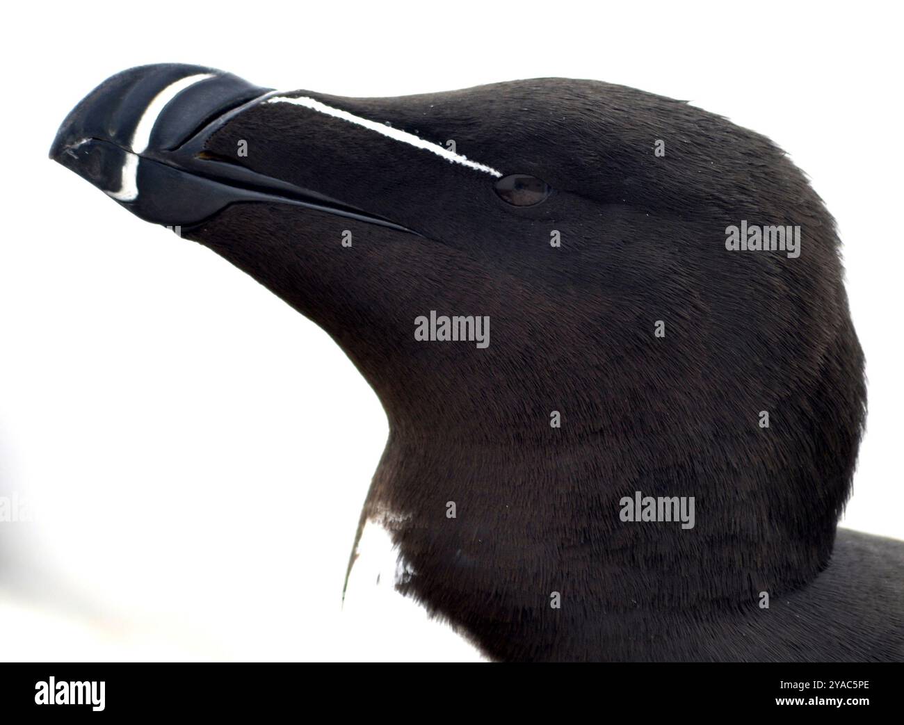 Close up photography headshot of a Razorbill seabird on Machias Seal ...