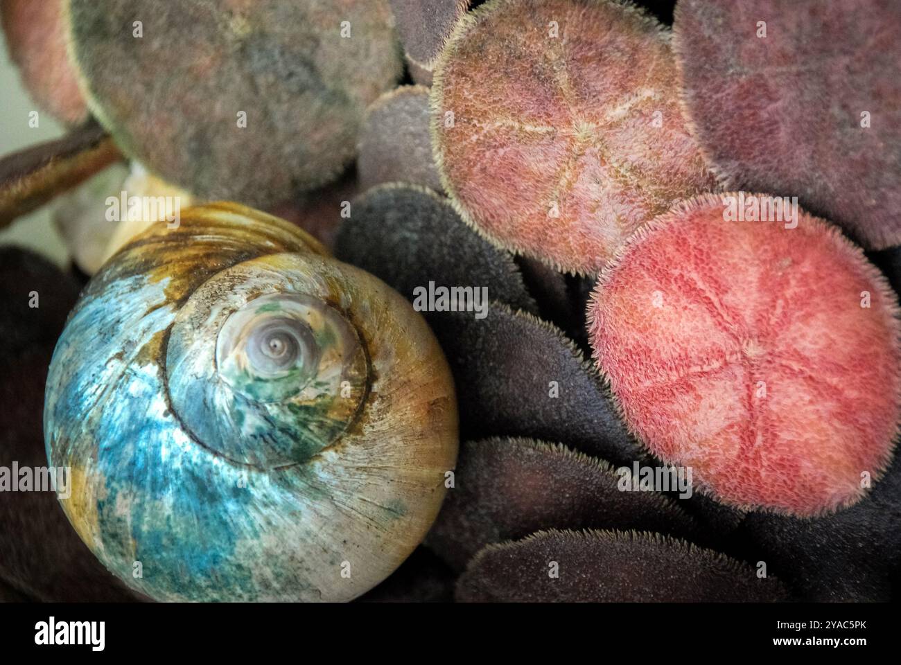 Close up photography of a collection of live sand dollars and a moon ...