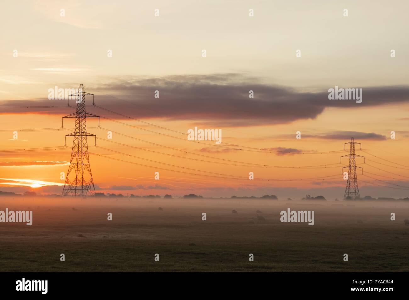 England, Kent, Romney Marsh, Dawn with Electricity Pylon and Sheep in ...