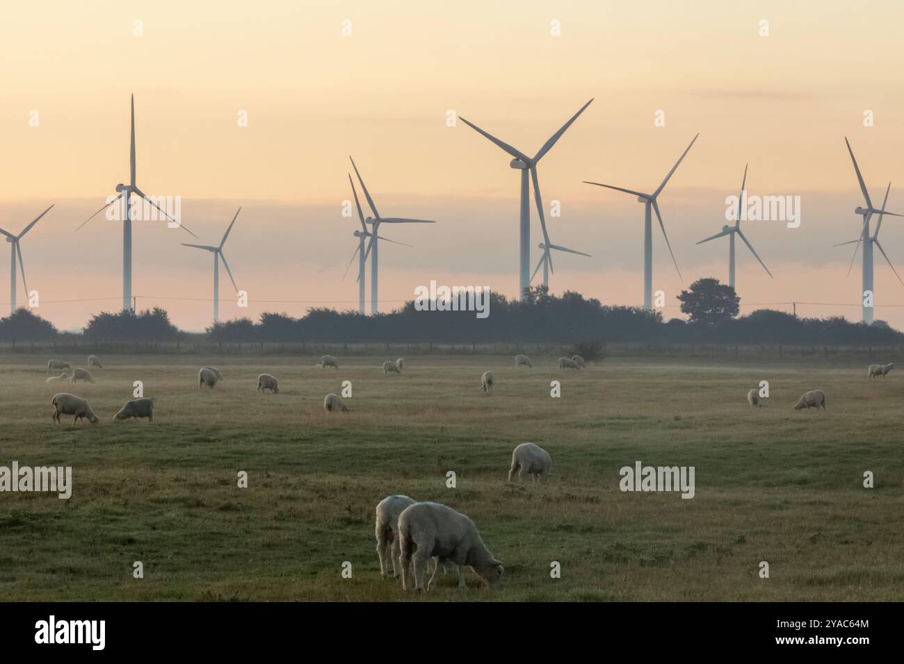 England, Kent, Romney Marsh, wind turbines and sheep in field Stock ...