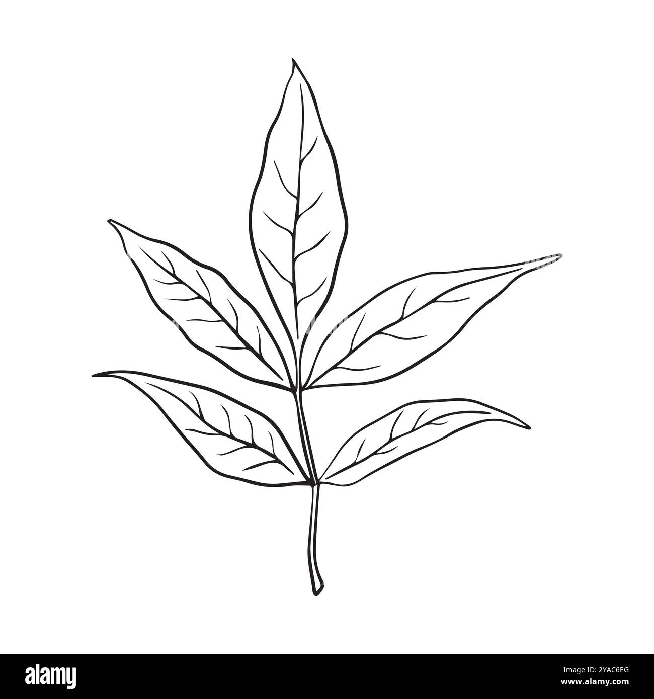 Ash leaf vector illustration in line art style isolated on a white ...