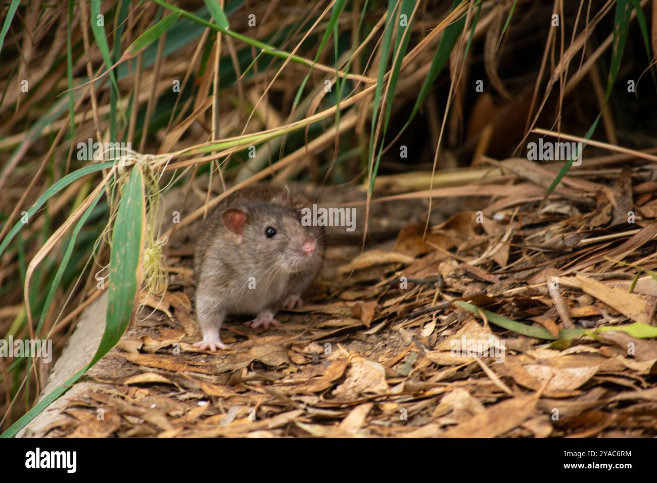 an intimate view of a curious field rat Stock Photo - Alamy