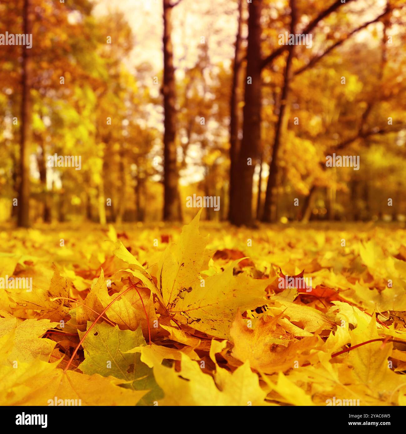 Autumn Background with Maple Leaves Falling on The Ground. Close-up ...