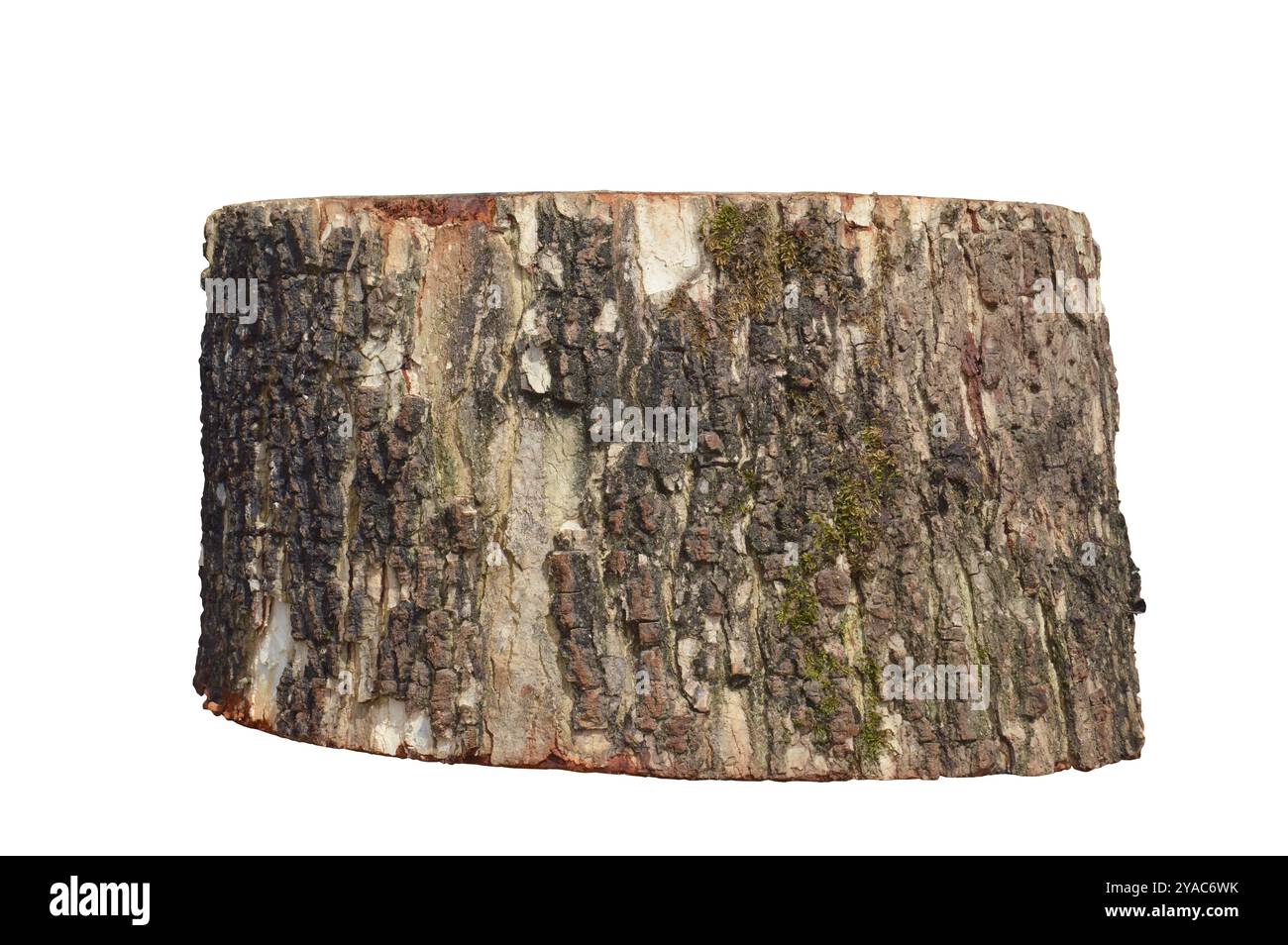 Closeup aged tree bark Cut Out Stock Images & Pictures - Alamy