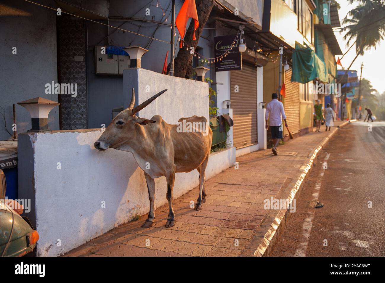 GOA, India - March 1, 2024: A cow stands on the sidewalk near the ...