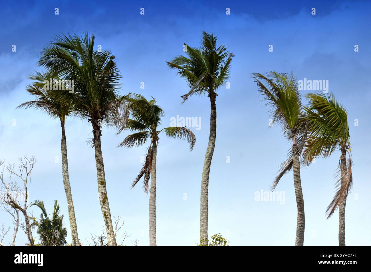 coconut tree agaist blue sky Stock Photo - Alamy