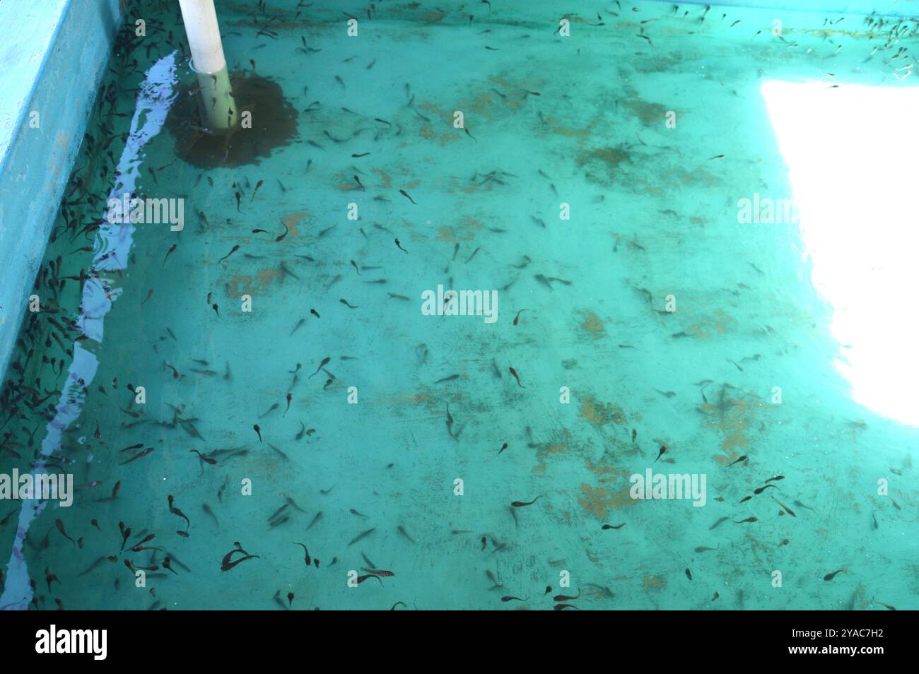 fish nursery and shrimp ponds Stock Photo - Alamy