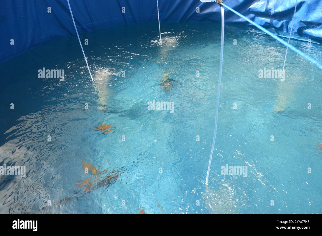 fish nursery and shrimp ponds Stock Photo - Alamy