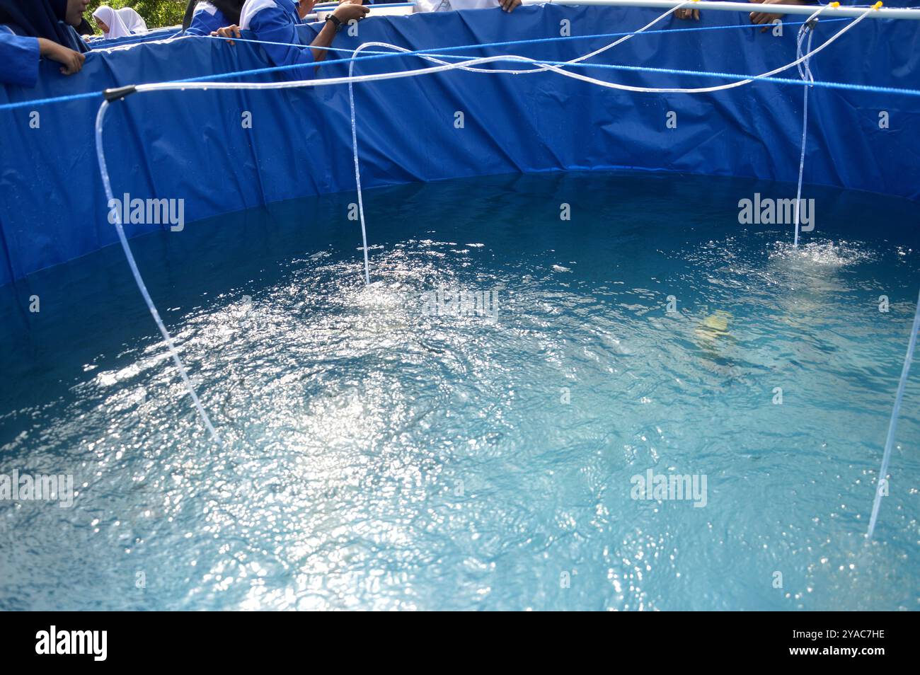 fish nursery and shrimp ponds Stock Photo - Alamy