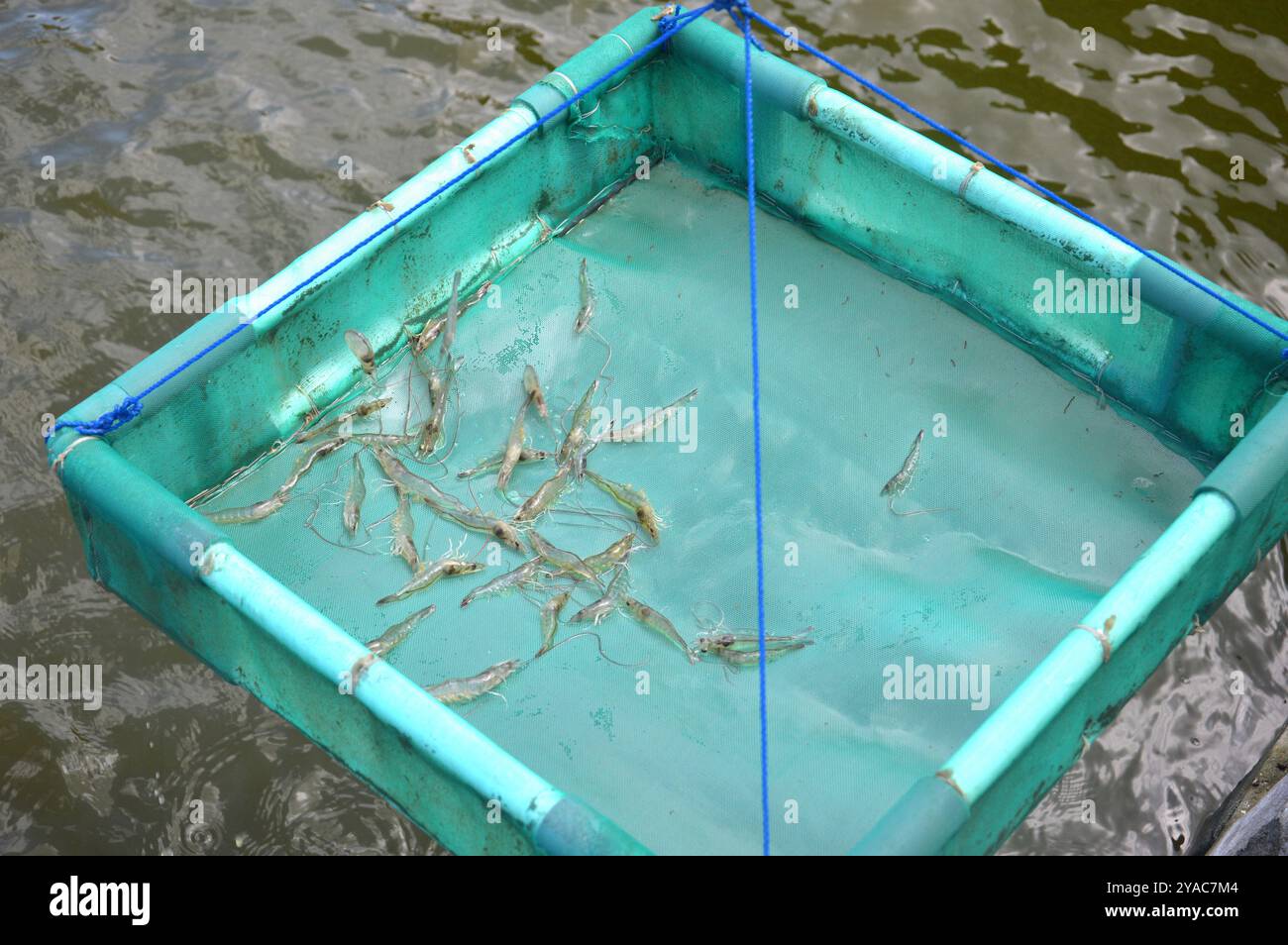 fish nursery and shrimp ponds Stock Photo - Alamy
