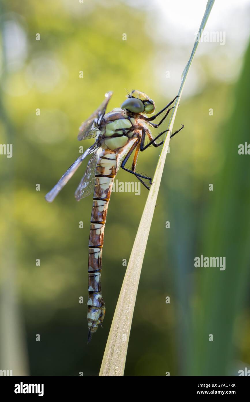 Southern Hawker Dragonfly [ Aeshna cyanea ] female in Iris stem Stock ...