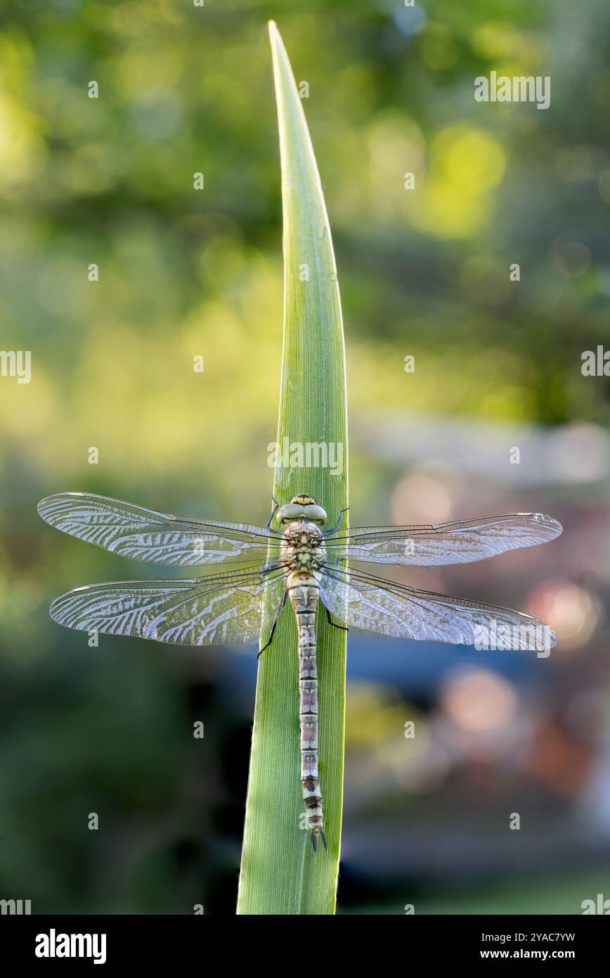 Southern Hawker Dragonfly [ Aeshna cyanea ] female in Iris stem. Stack ...