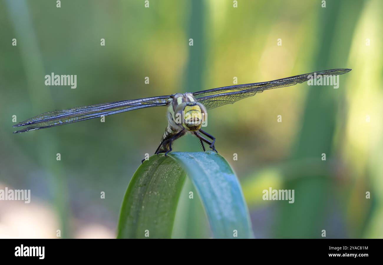 Southern Hawker Dragonfly [ Aeshna cyanea ] female in Iris stem. Stack ...