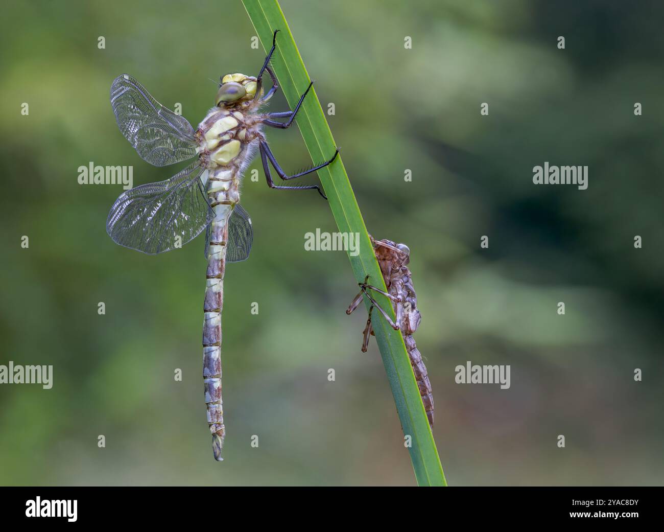 Southern Hawker Dragonfly [ Aeshna cyanea ] and Nymph casing on Iris ...