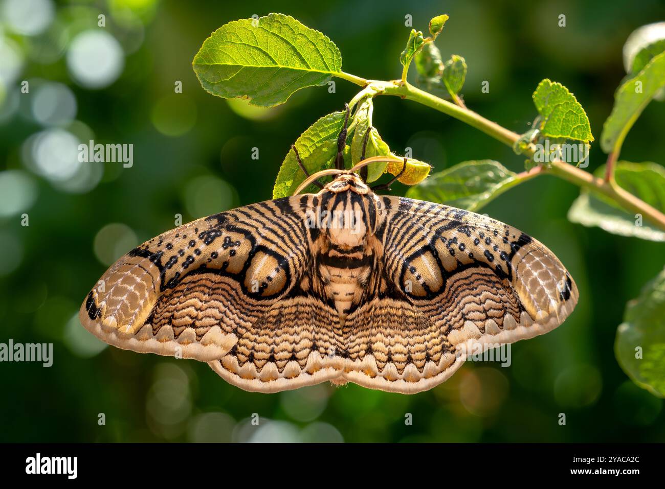 Brahmid moth hi-res stock photography and images - Alamy