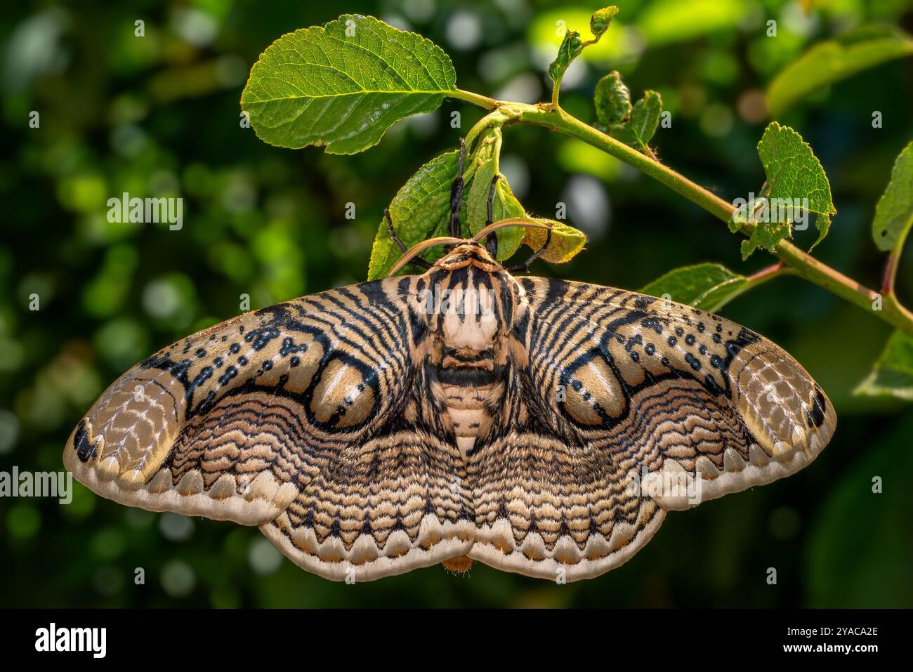 Brahmid moth - Brahmaea hearseyi, beautiful large unique moth from ...