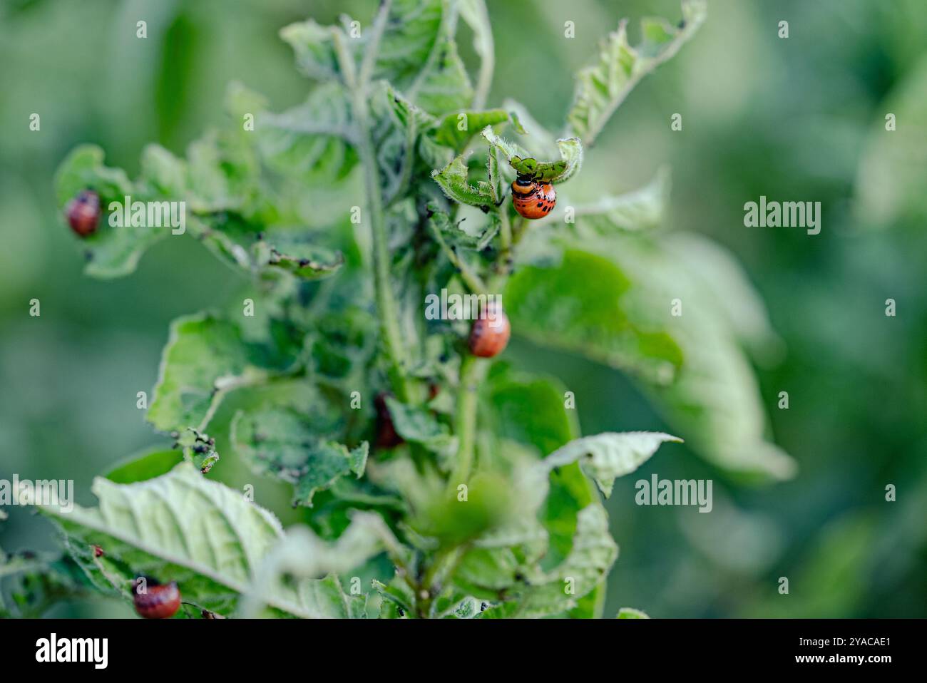 Plant captures hi-res stock photography and images - Alamy