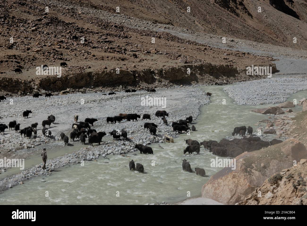 Yaks migrating from the high meadows of Shimshal Pass, Shimshal, Gojal ...