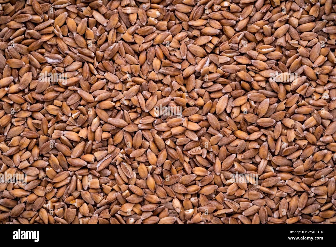 Spelt kernels hi-res stock photography and images - Alamy