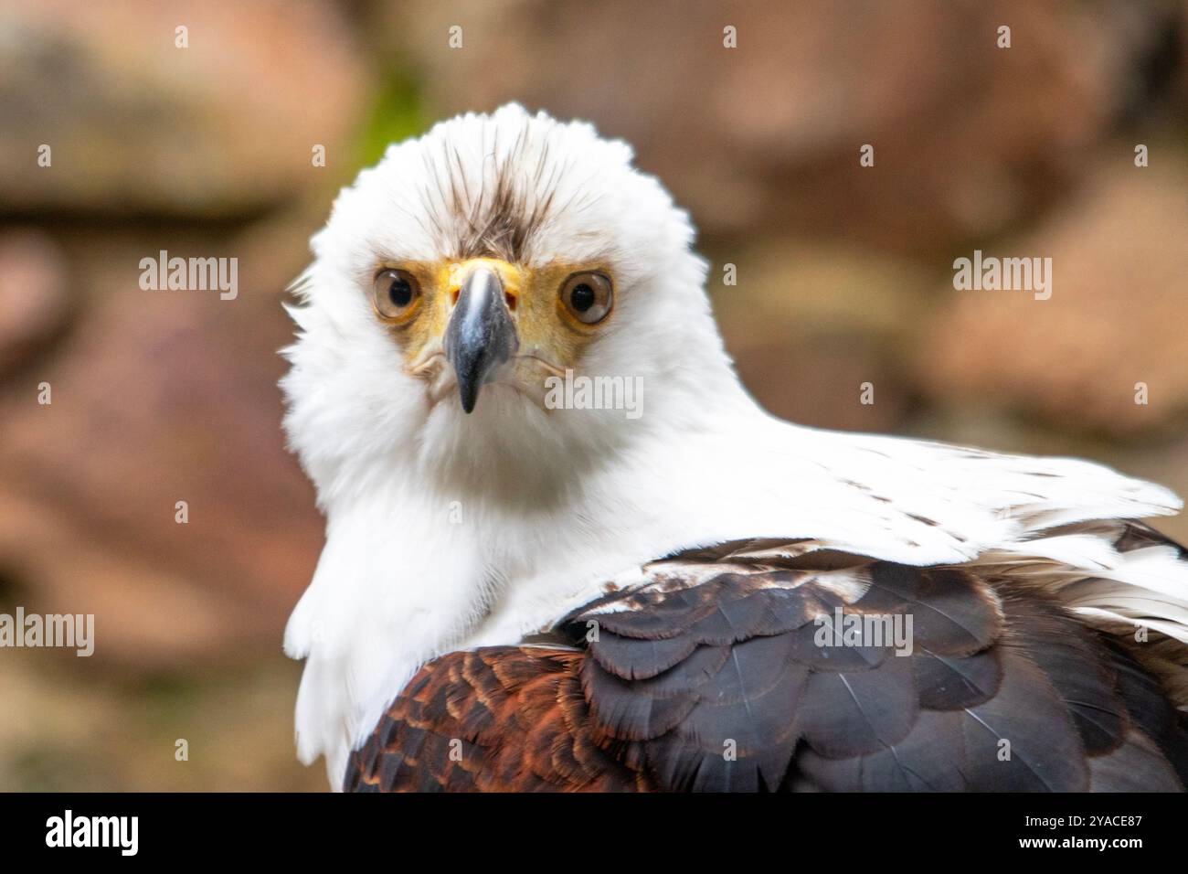 Portrait of a bald eagle, also known as a fish eagle, close-up, front ...