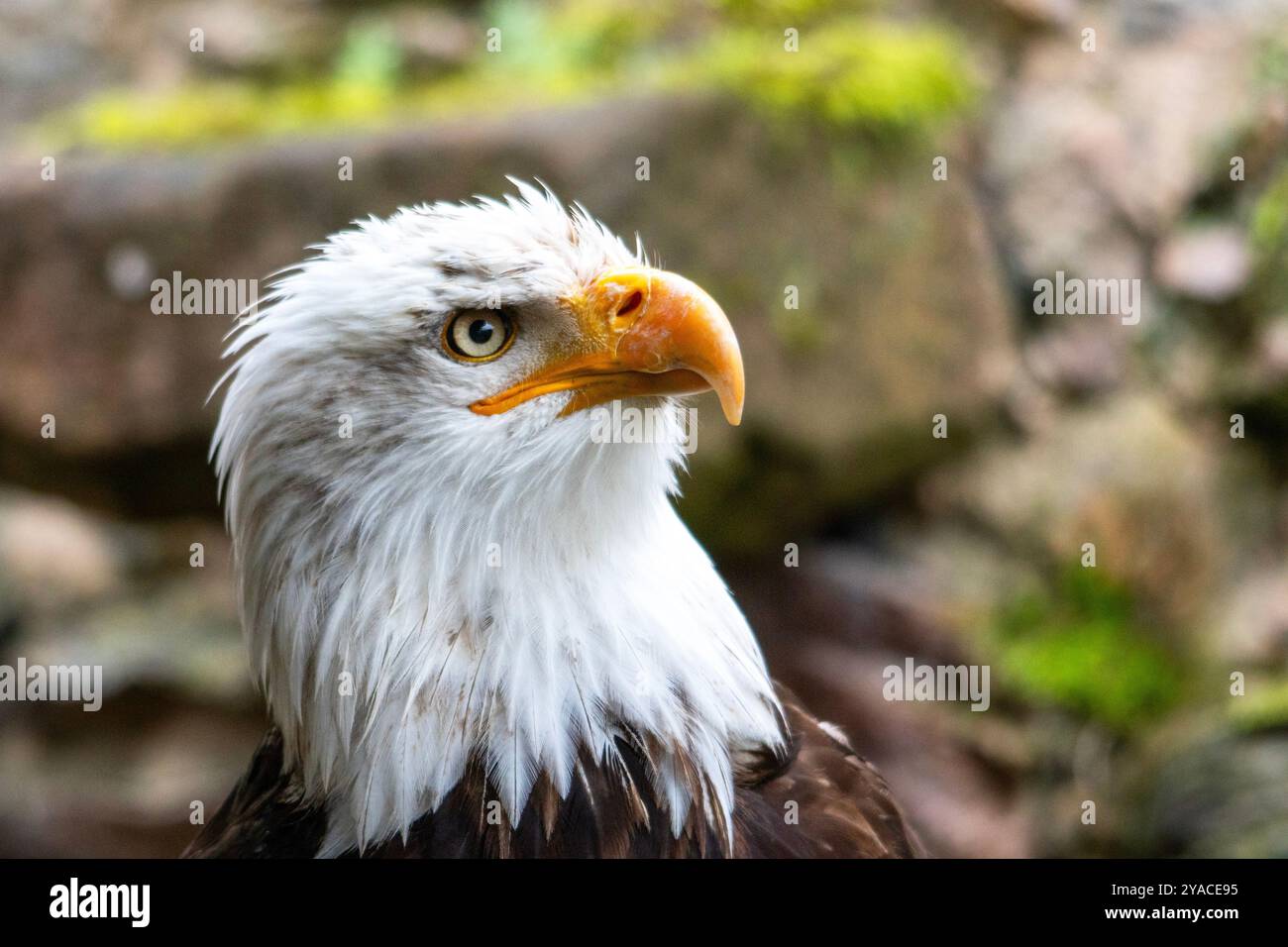 Portrait of a bald eagle, also known as a fish eagle, close-up profile ...