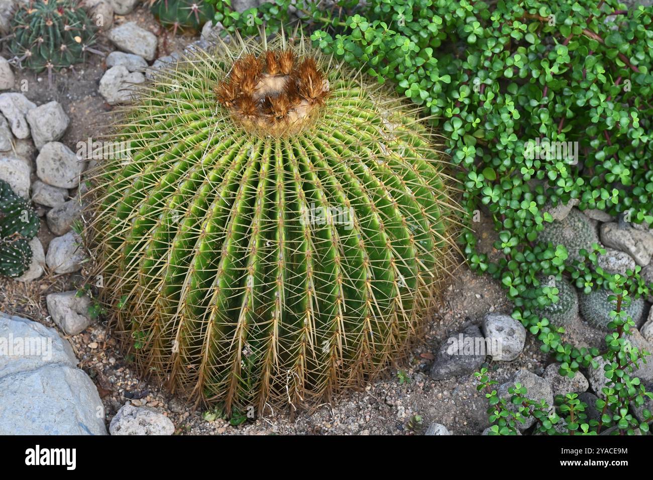 Golden barrel cactus or Echinocactus grusonii garden plant Asia Stock Photo - Alamy