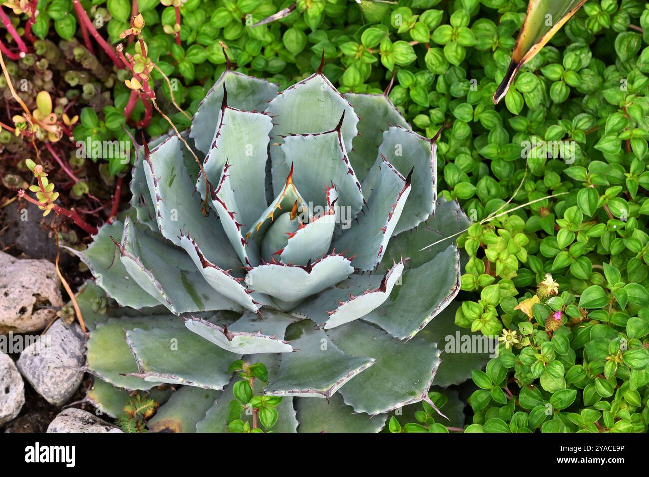 Beautiful Echeveria secunda and Sedum Angelina plant in the garden at ...