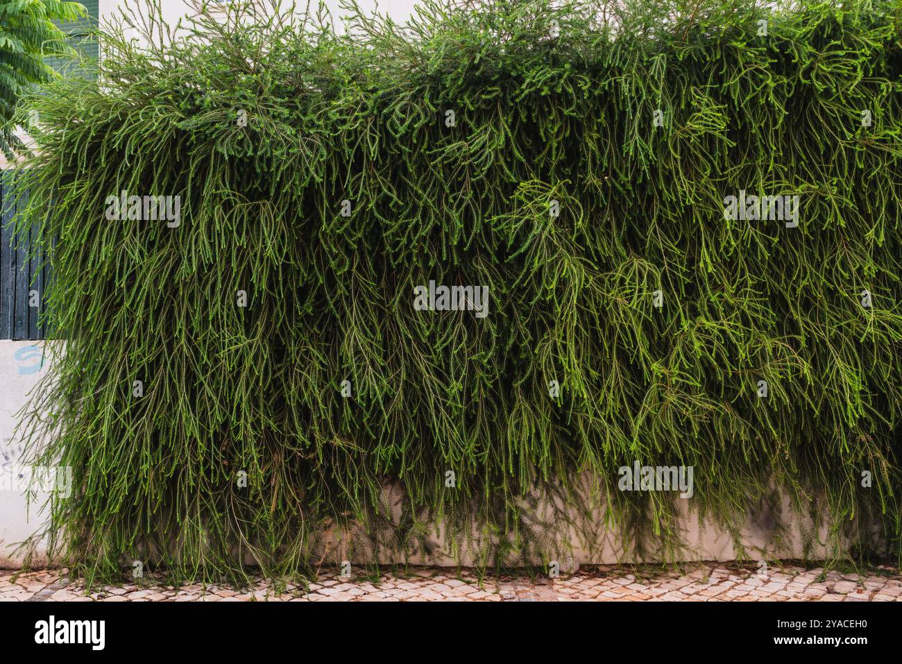 Dense wall of cascading green vines draping down over a stone surface ...