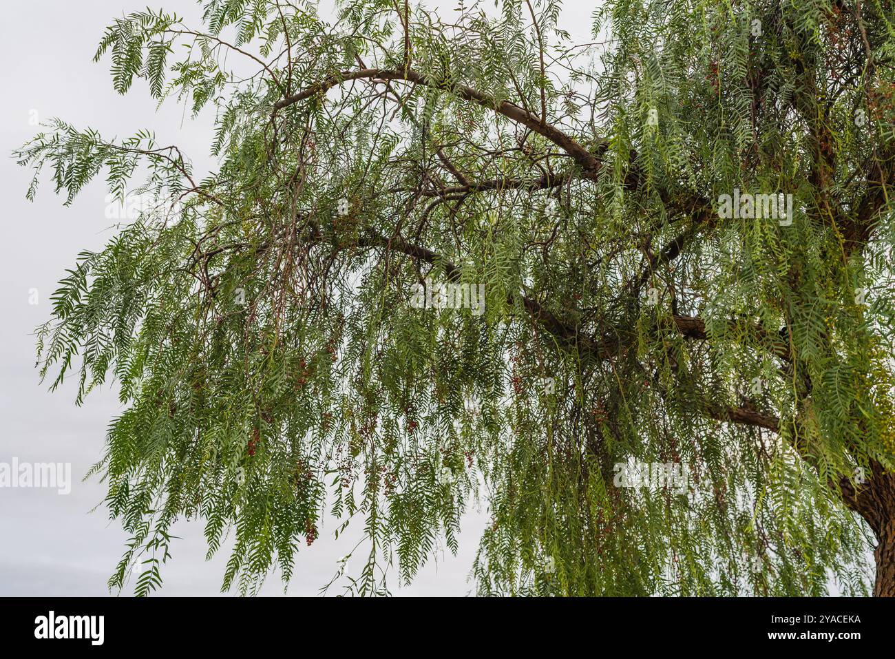 Peruvian pepper tree with long, drooping branches and feathery green ...