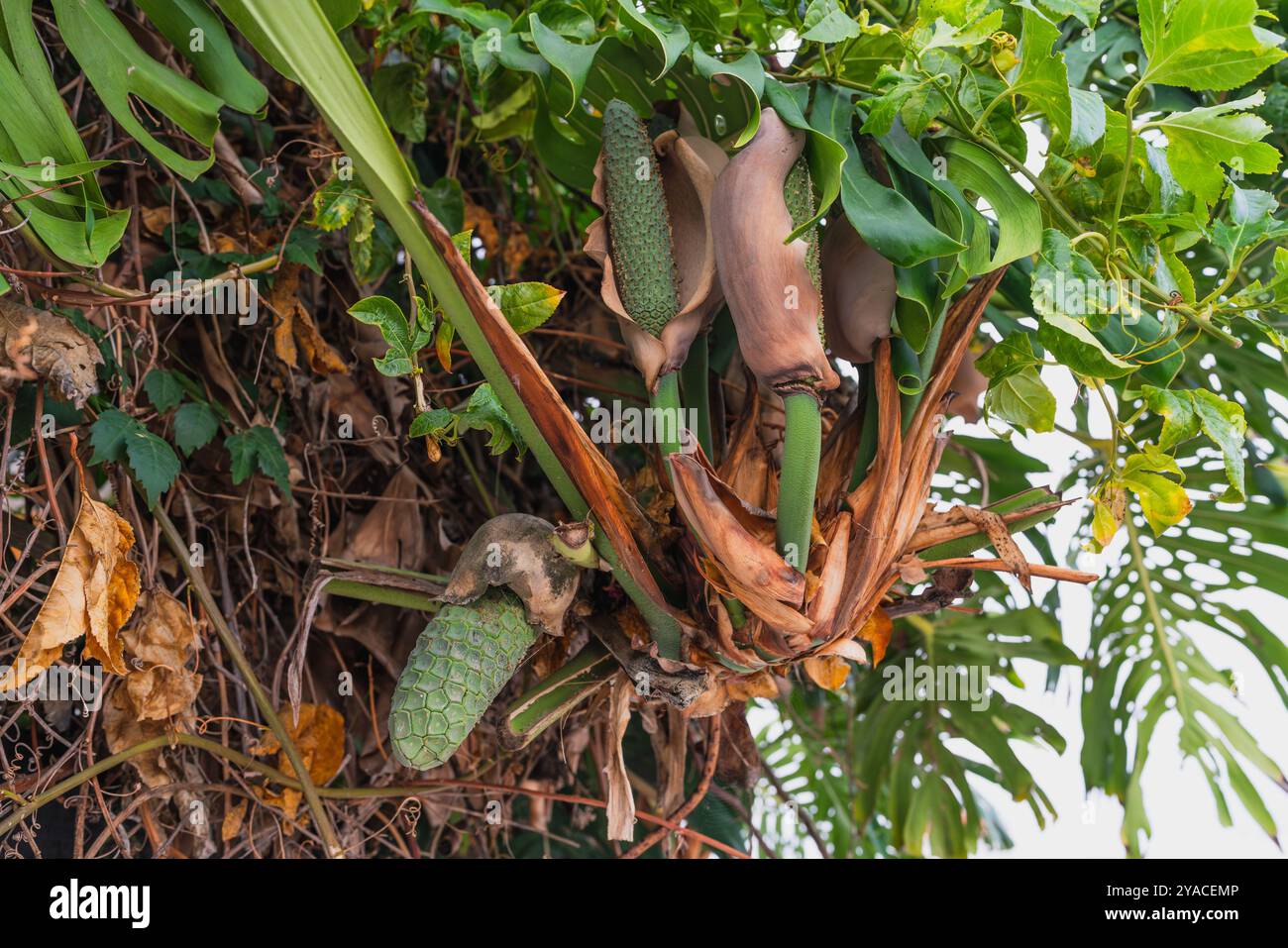 Arboreal Plants Examples With Names And Pictures