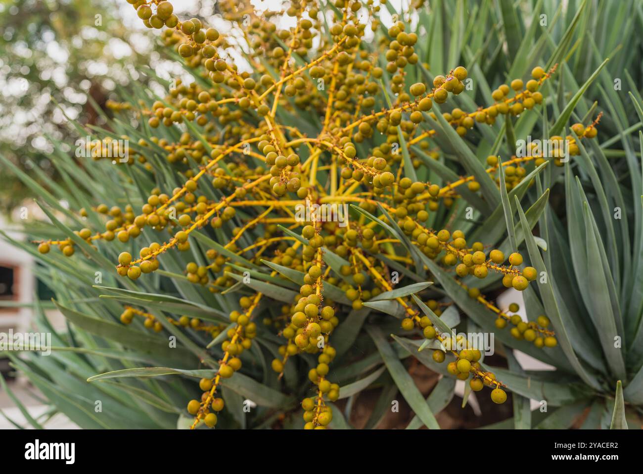 Close-up of Dracaena Draco leaves with clusters of yellow flower buds ...