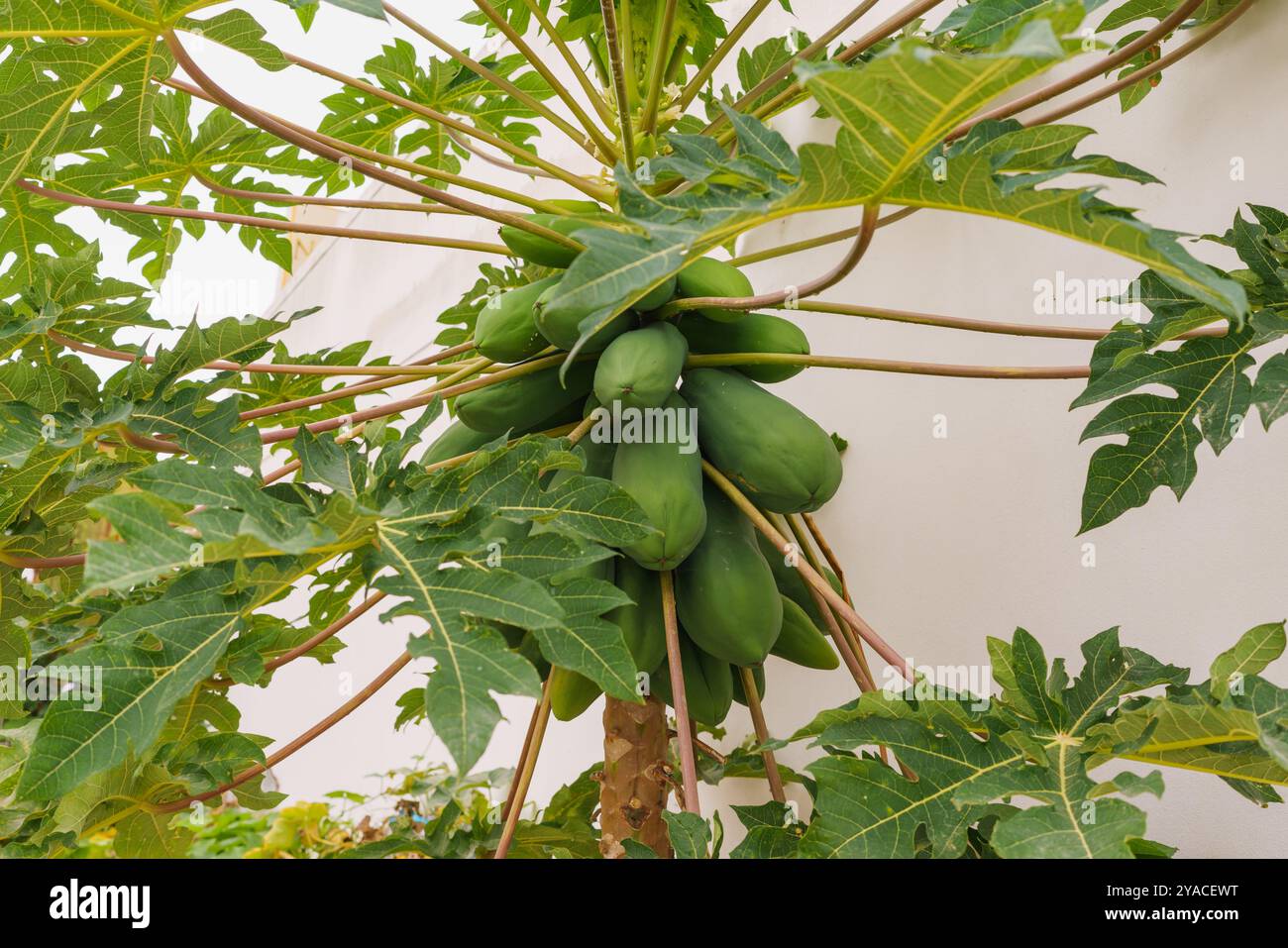 Green papayas growing on a tall papaya tree with large, leafy branches ...